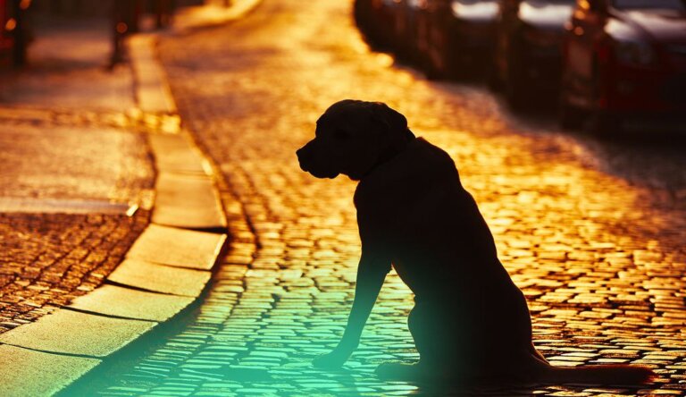 Amazon’s Ring “Lost Dog” Commercial Sparks Backlash Over AI ...